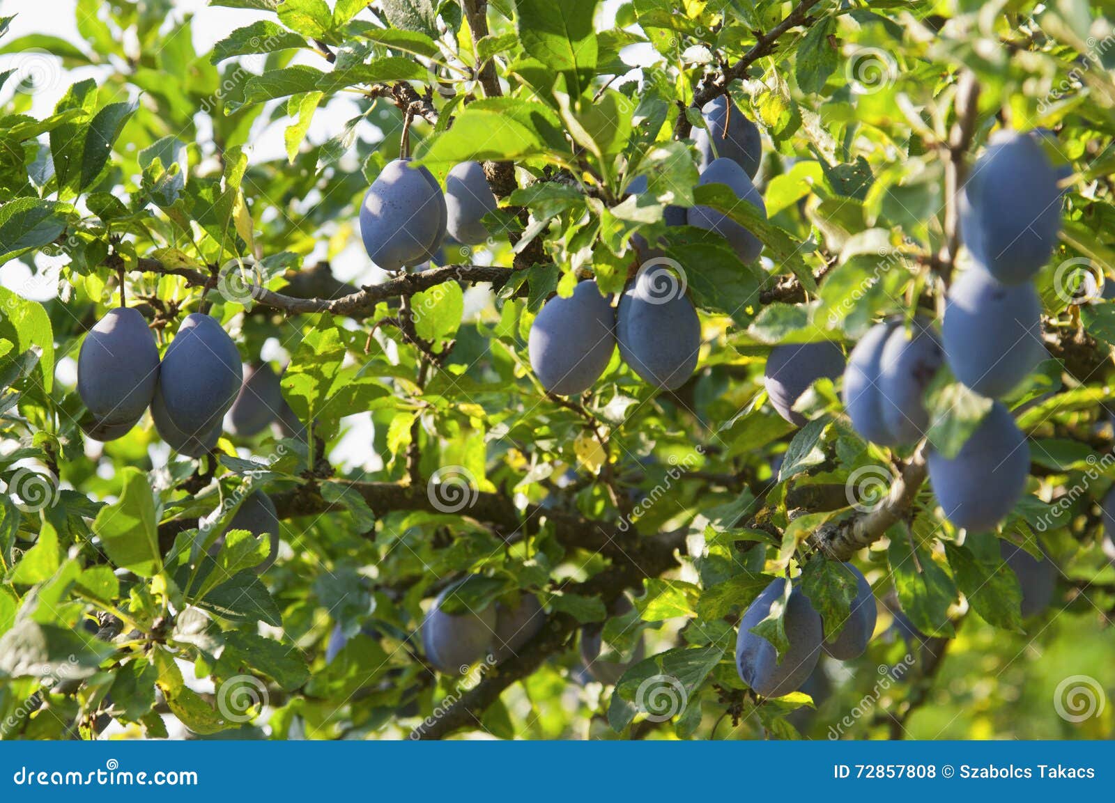 Plum crops on tree stock photo. Image of crowded, leaf - 72857808