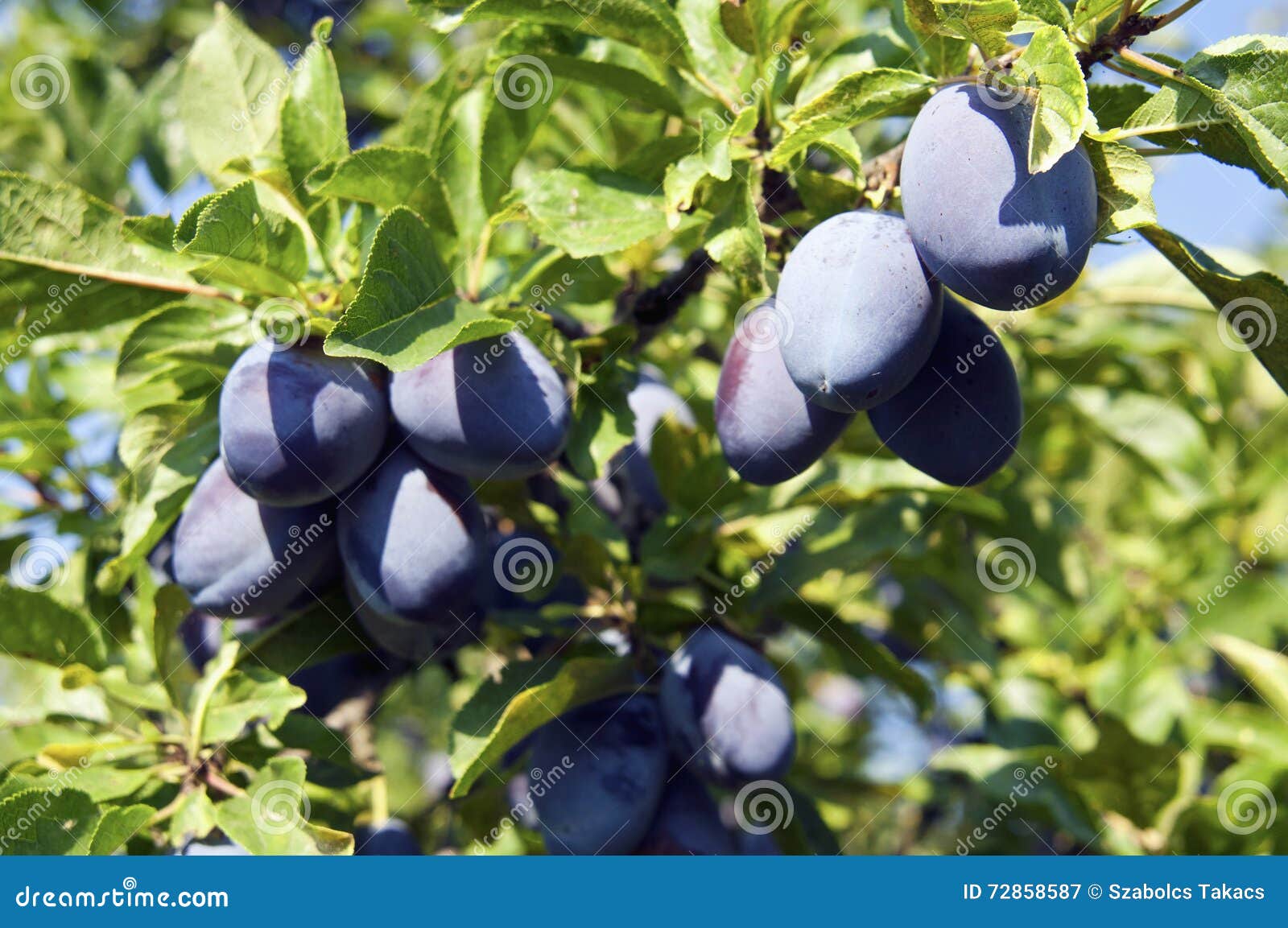 Plum crops on tree stock image. Image of deciduous, crowded - 72858587