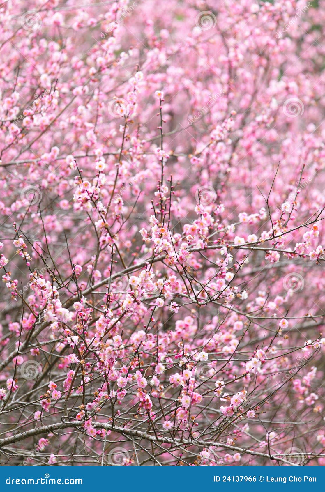 Plum flower stock photo. Image of pink, season, outdoors - 24107966