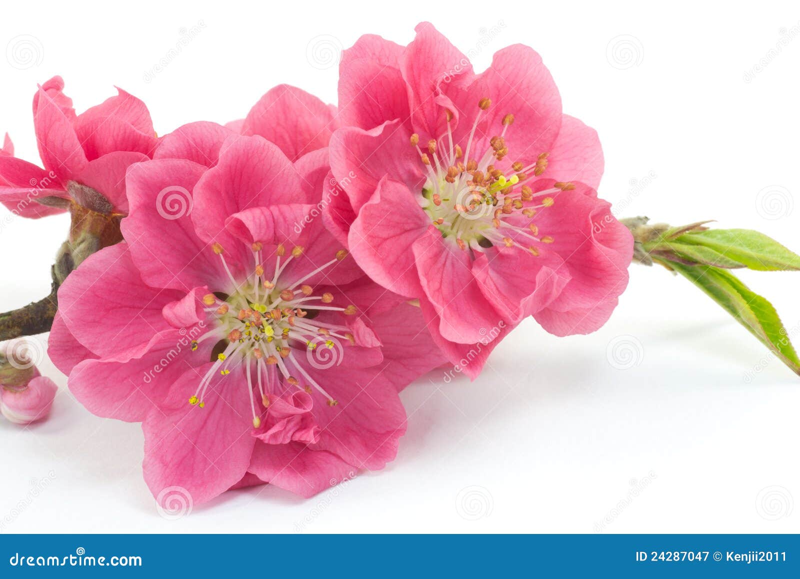 Plum flower stock image. Image of macro, pretty, delicate - 24287047