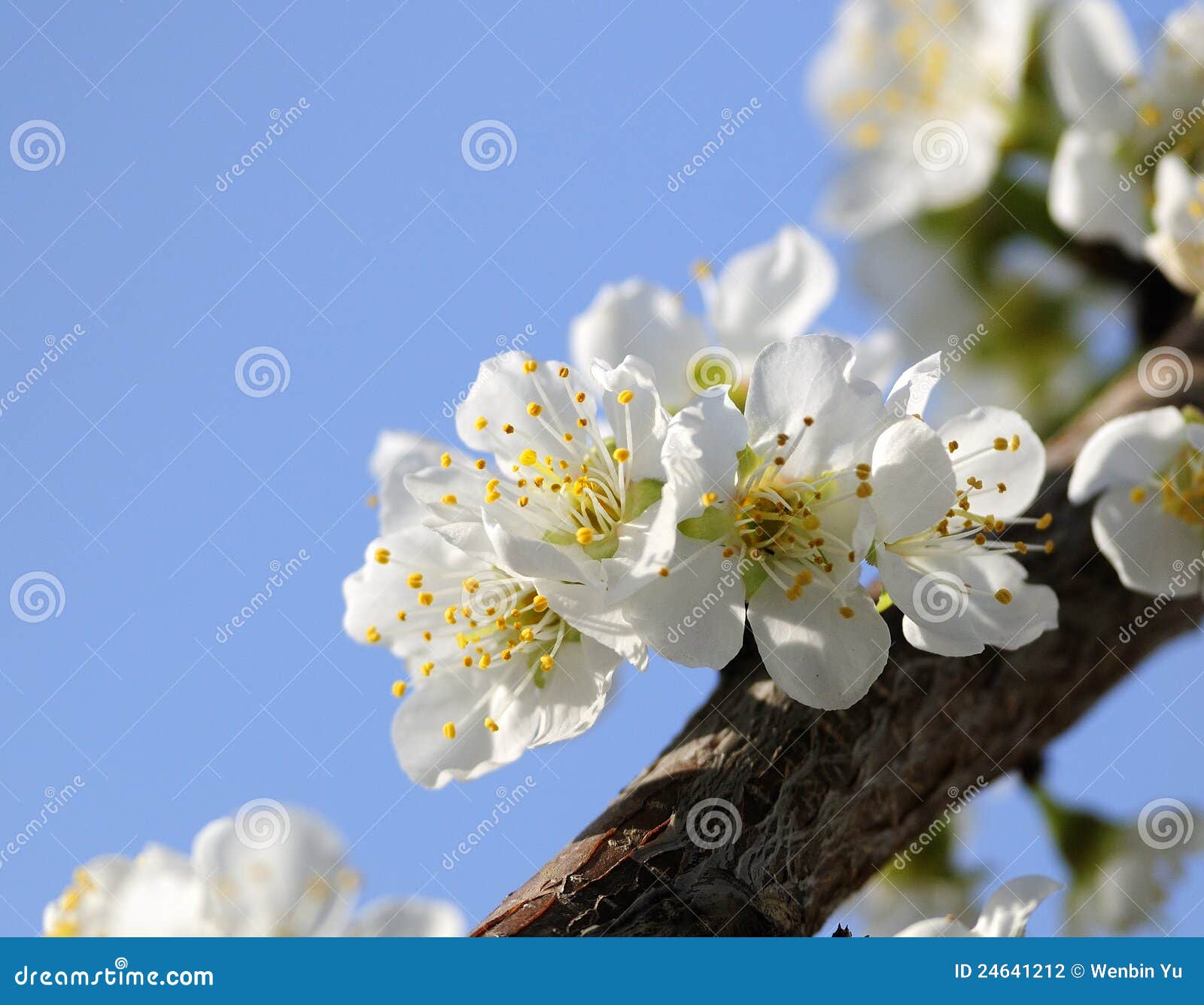 Plum flower stock photo. Image of seasonal, beautiful - 24641212