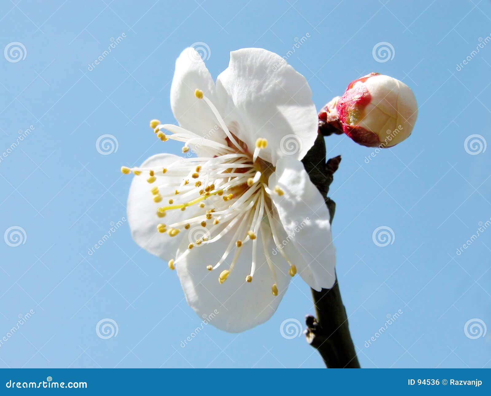Plum flower stock photo. Image of petals, nature, delicacy - 94536