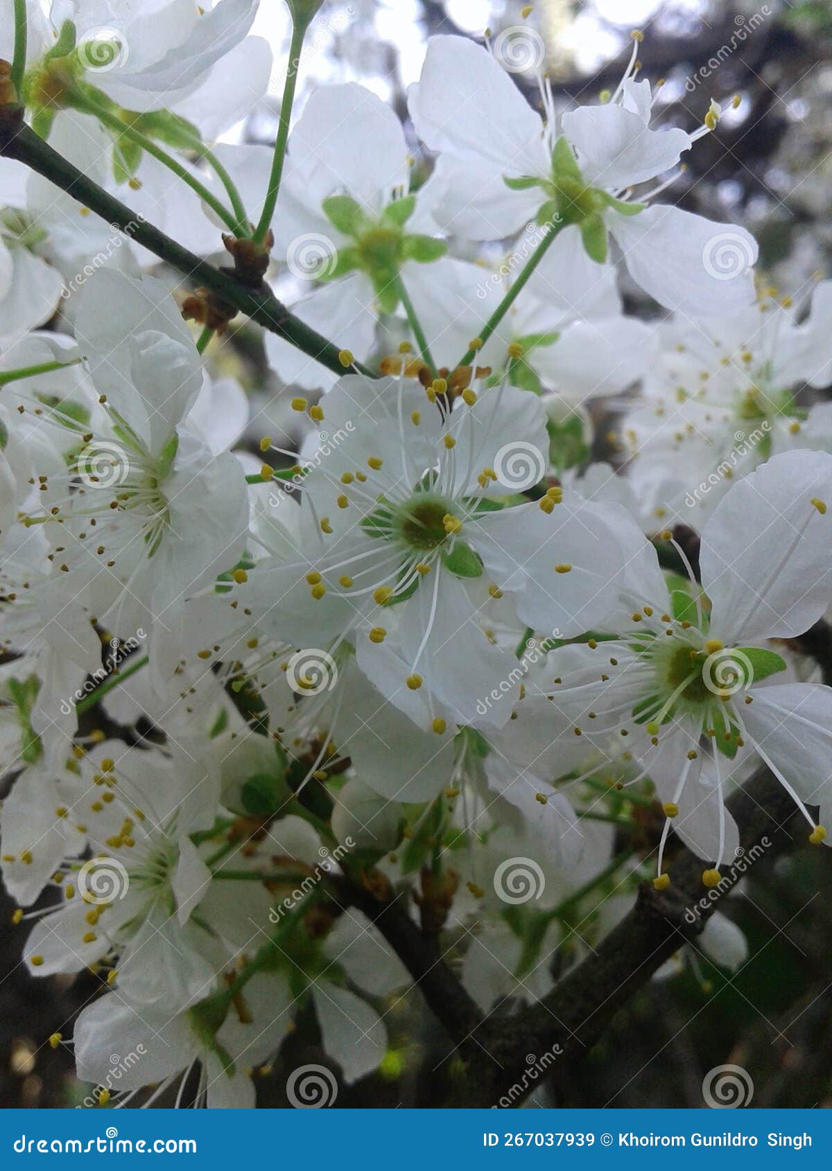 Plum flower of Manipur stock image. Image of shrub, evergreen - 267037939