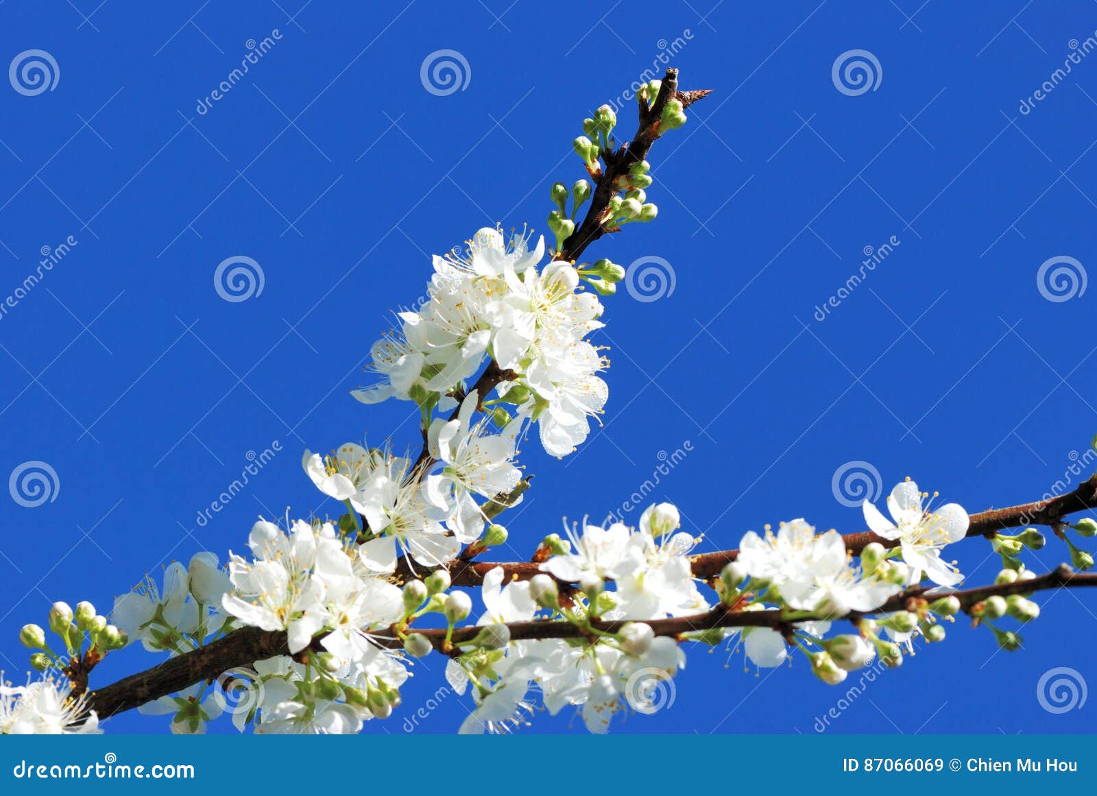 Plum flower stock image. Image of flora, natural, ecology - 87066069