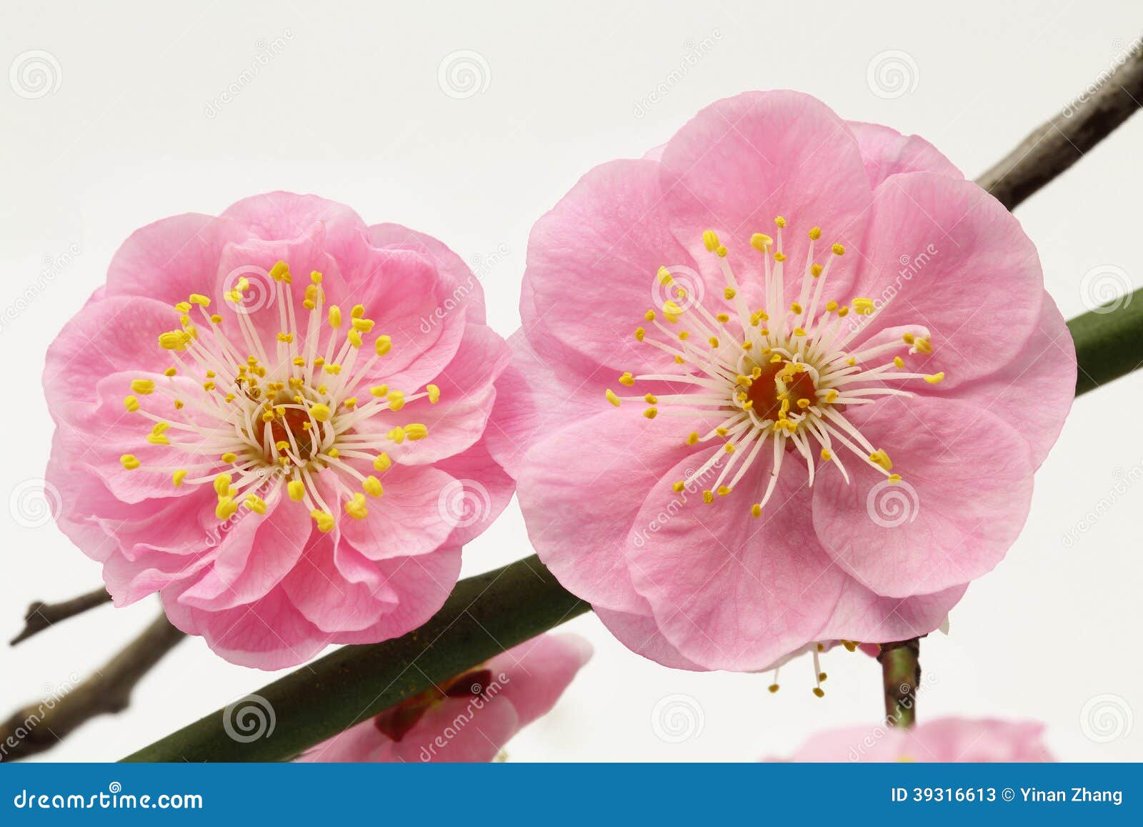 Plum flower stock image. Image of patterning, color, lateral - 39316613