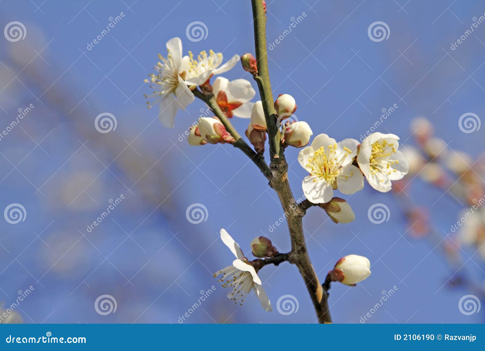 Plum flowers stock photo. Image of petals, season, beautiful - 2106190