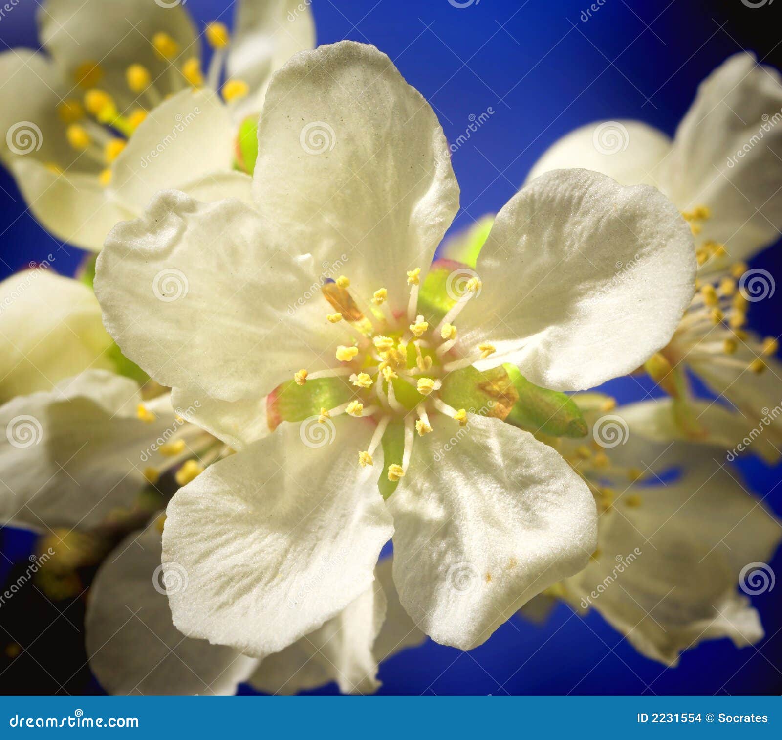 Plum flowers stock photo. Image of natural, beautiful - 2231554