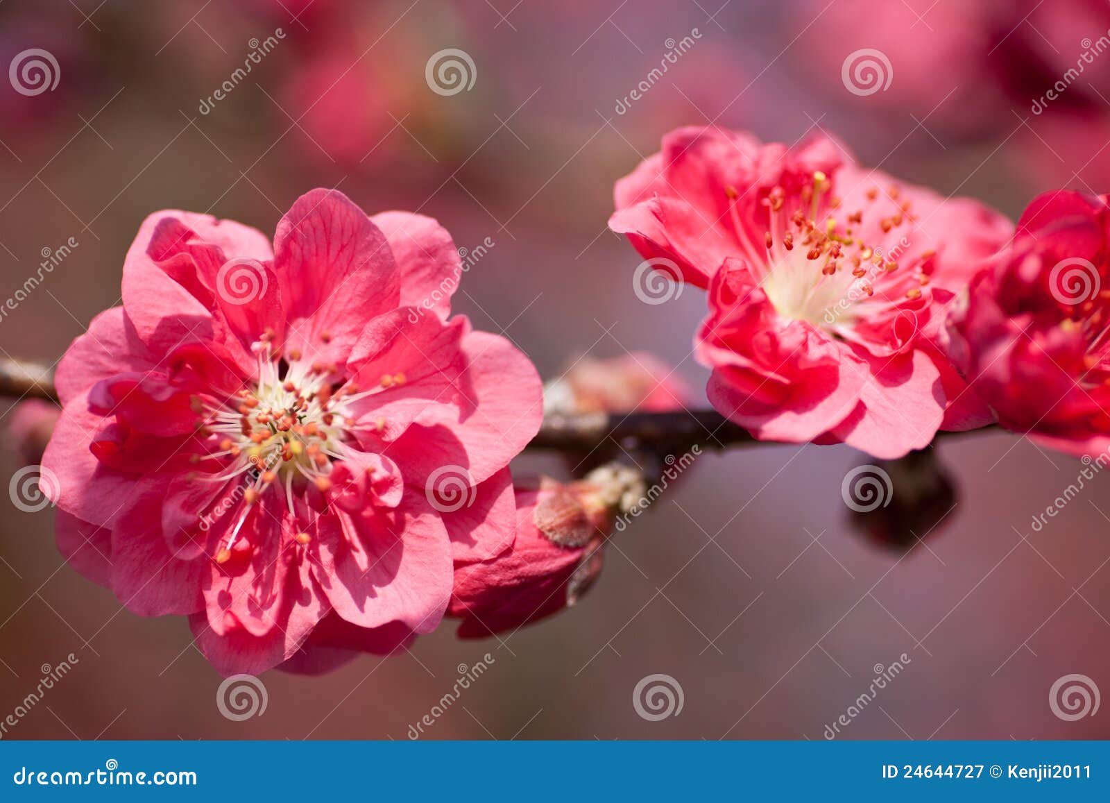 Plum flowers stock image. Image of beauty, asia, nature - 24644727