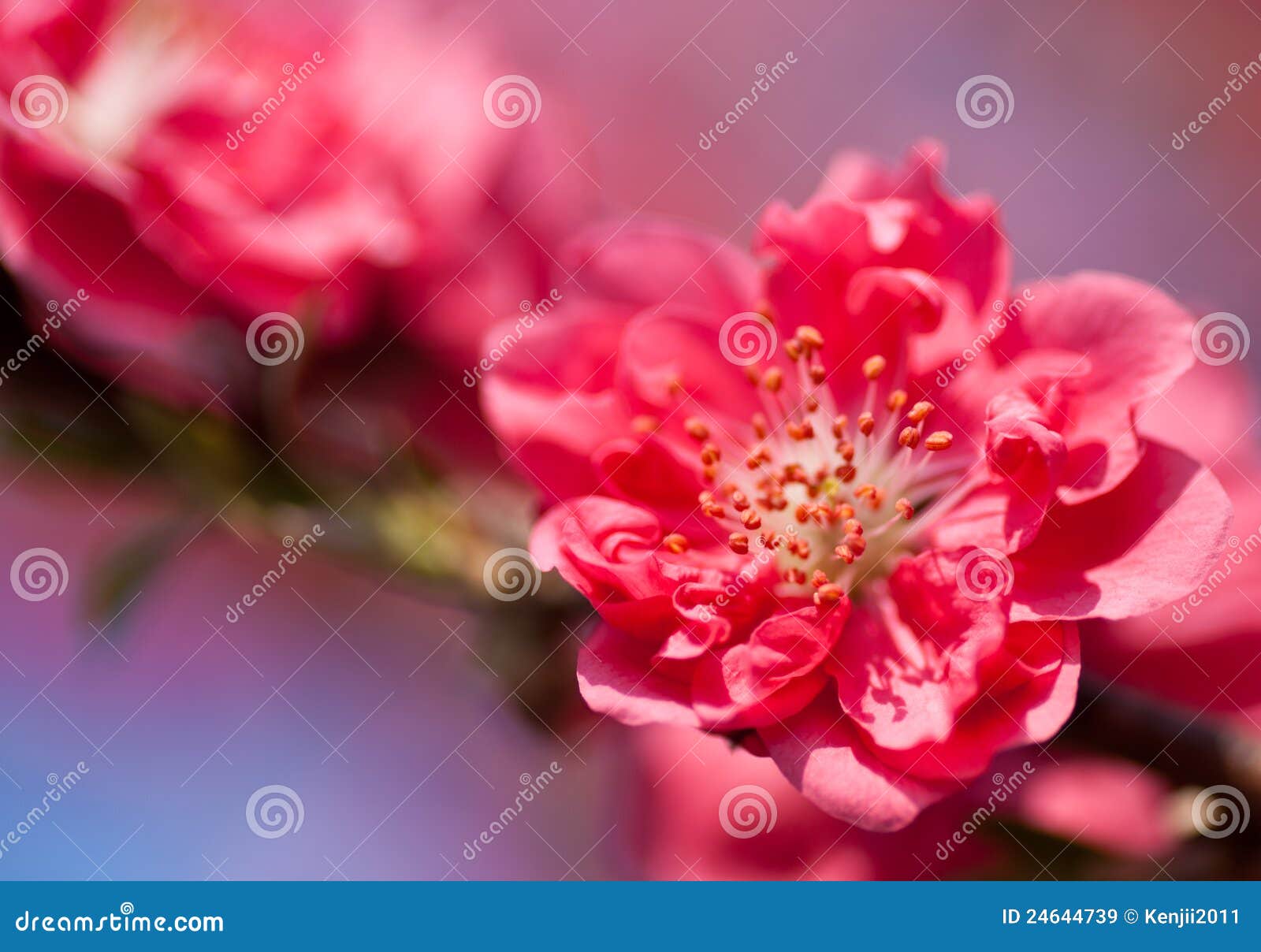 Plum flowers stock image. Image of macro, blue, asia - 24644739