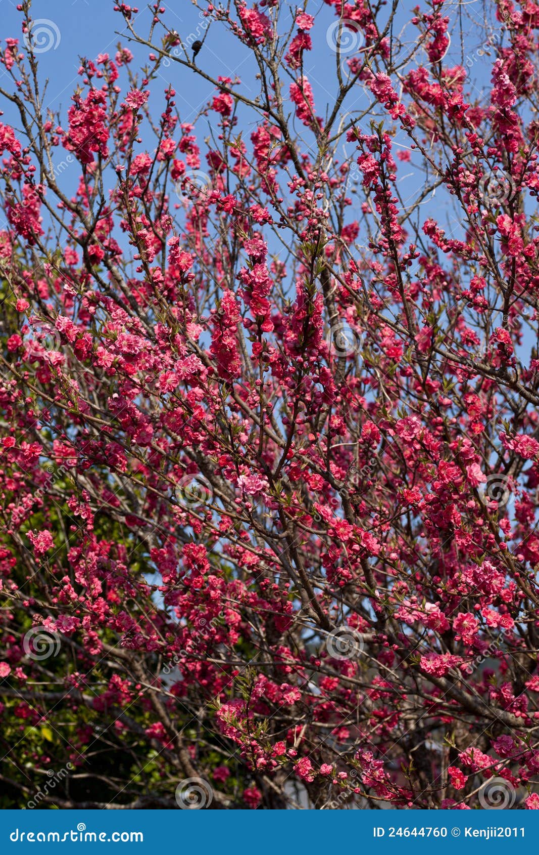 Plum flowers stock photo. Image of branch, spring, blossom - 24644760
