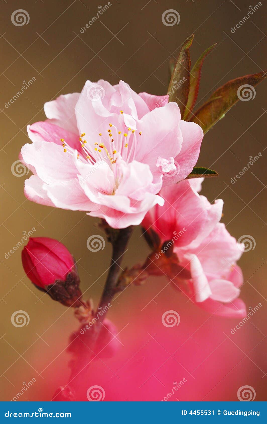Plum flowers stock image. Image of garden, beautiful, beauty - 4455531