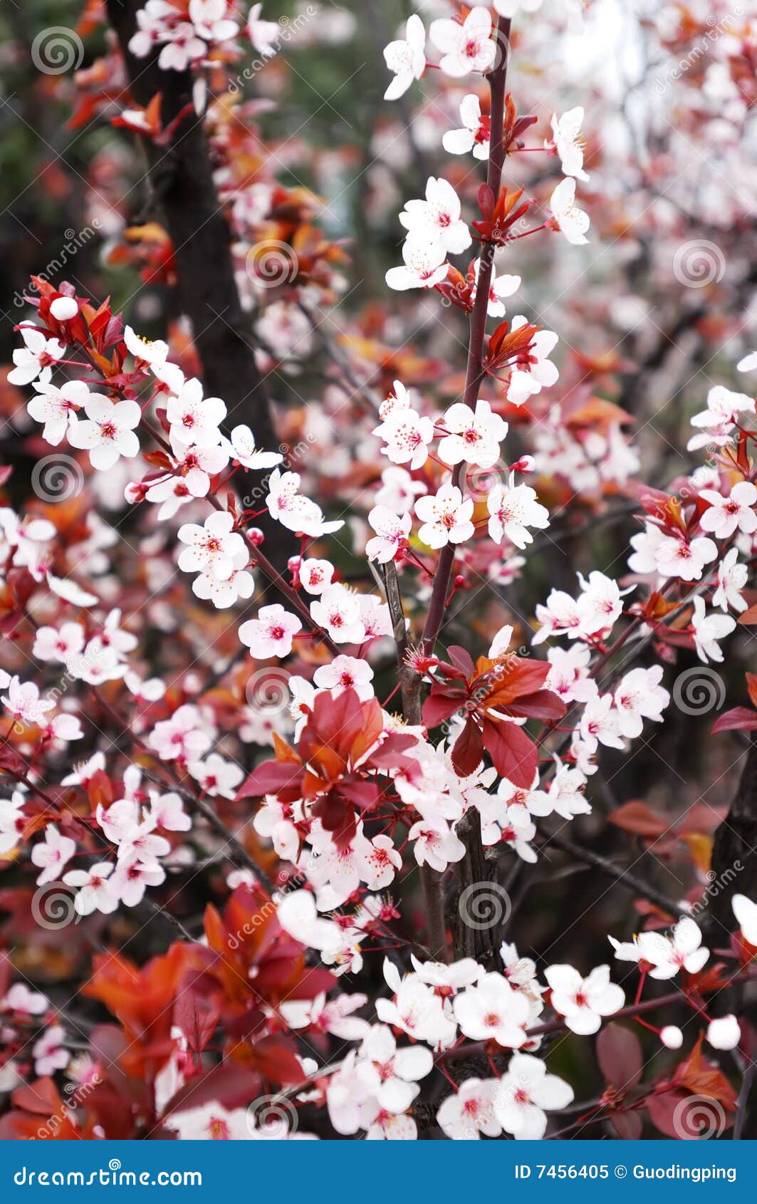 Plum flowers stock image. Image of nature, outside, light - 7456405