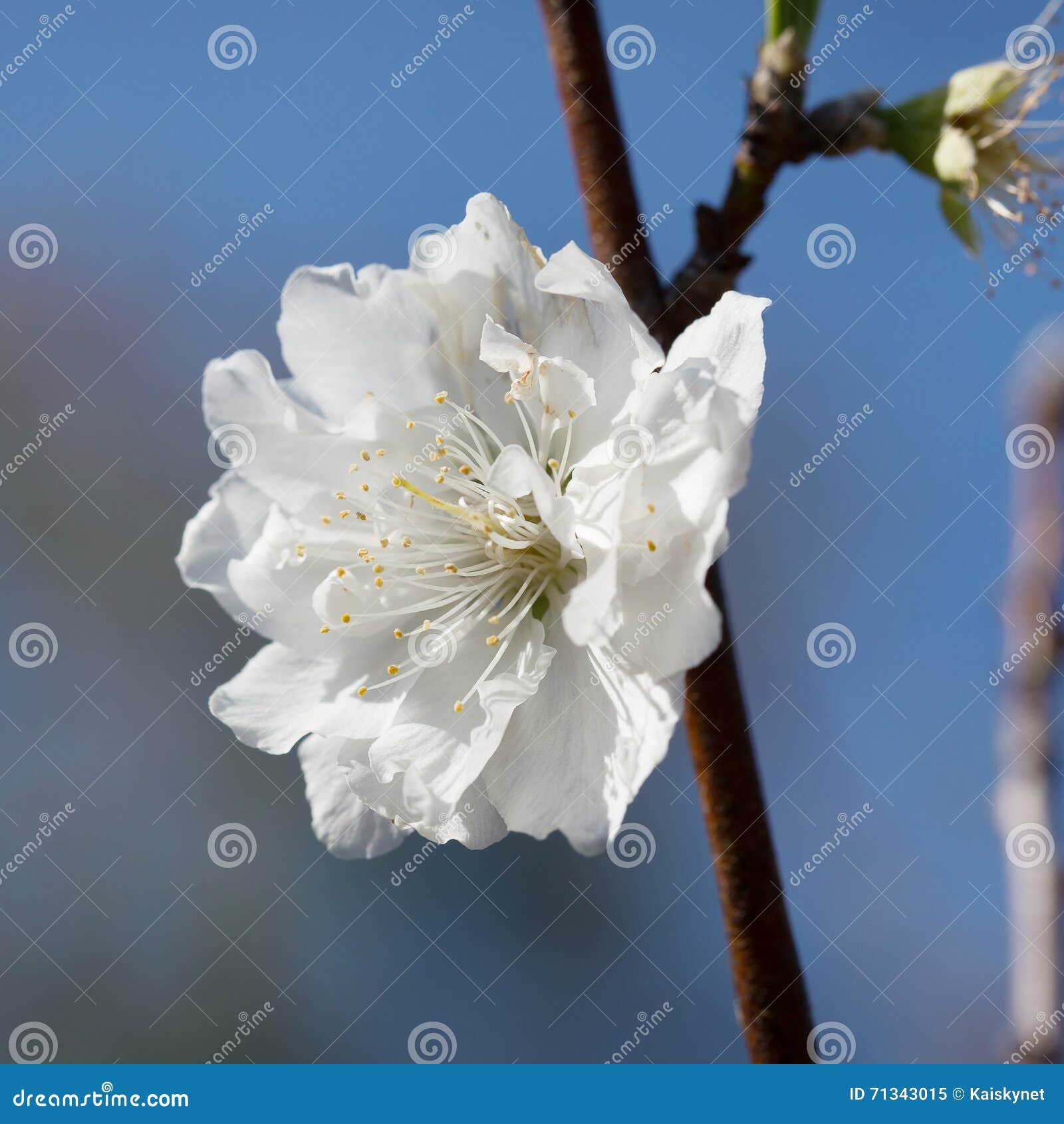 Plum Flowers Blossom stock image. Image of plant, leaf - 71343015