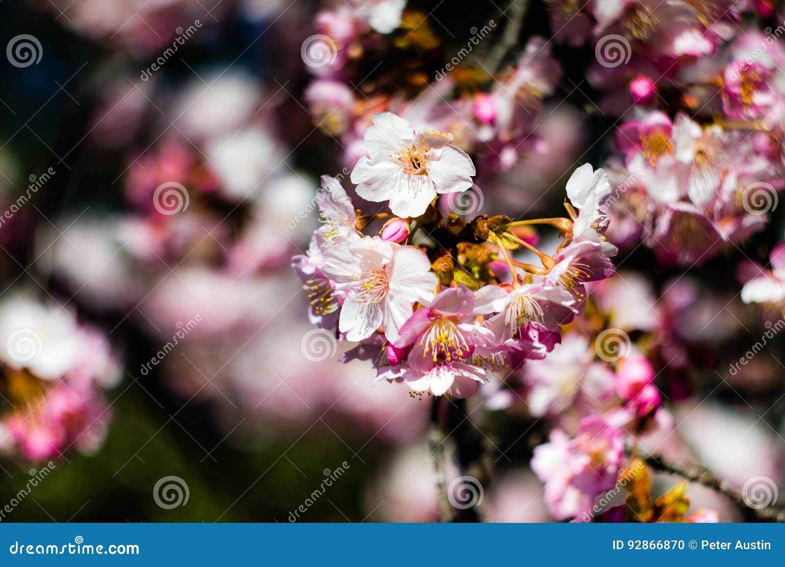Plum Flowers Mid-Bloom stock photo. Image of start, araiyakushi - 92866870