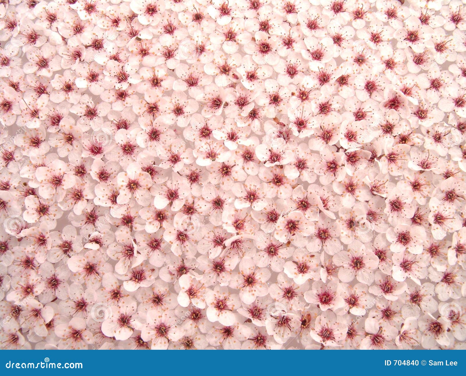 Plum Flowers Pattern I stock photo. Image of hope, care - 704840