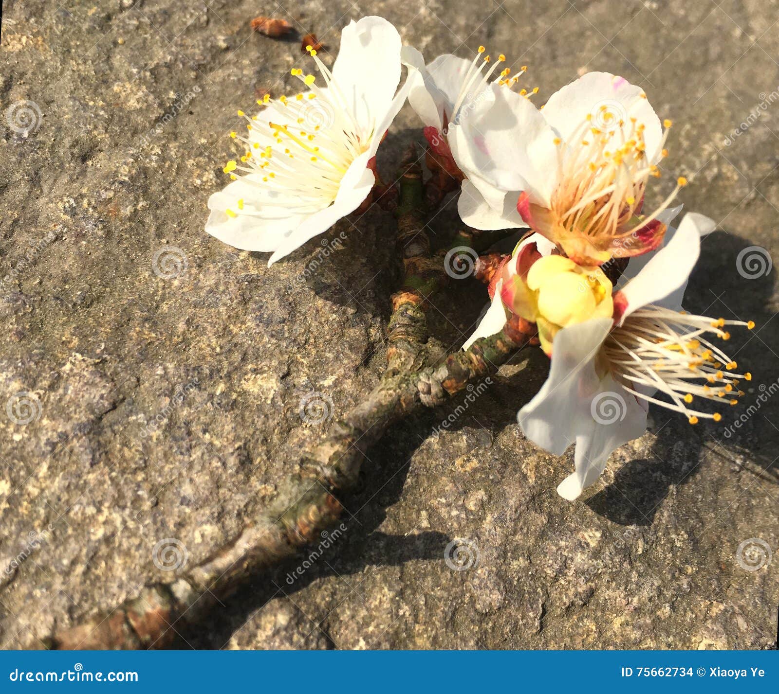 Plum flowers on the rock stock photo. Image of detail - 75662734