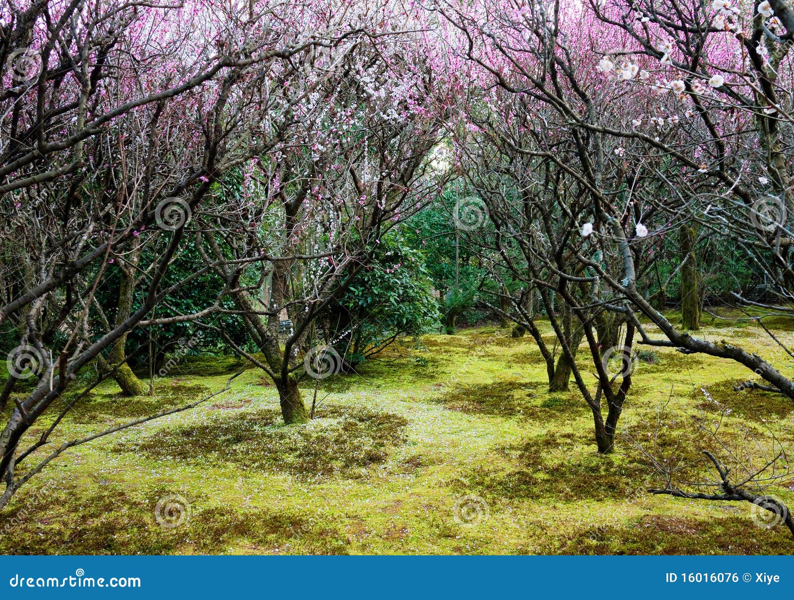 Plum forest stock photo. Image of outdoors, purple, mood - 16016076