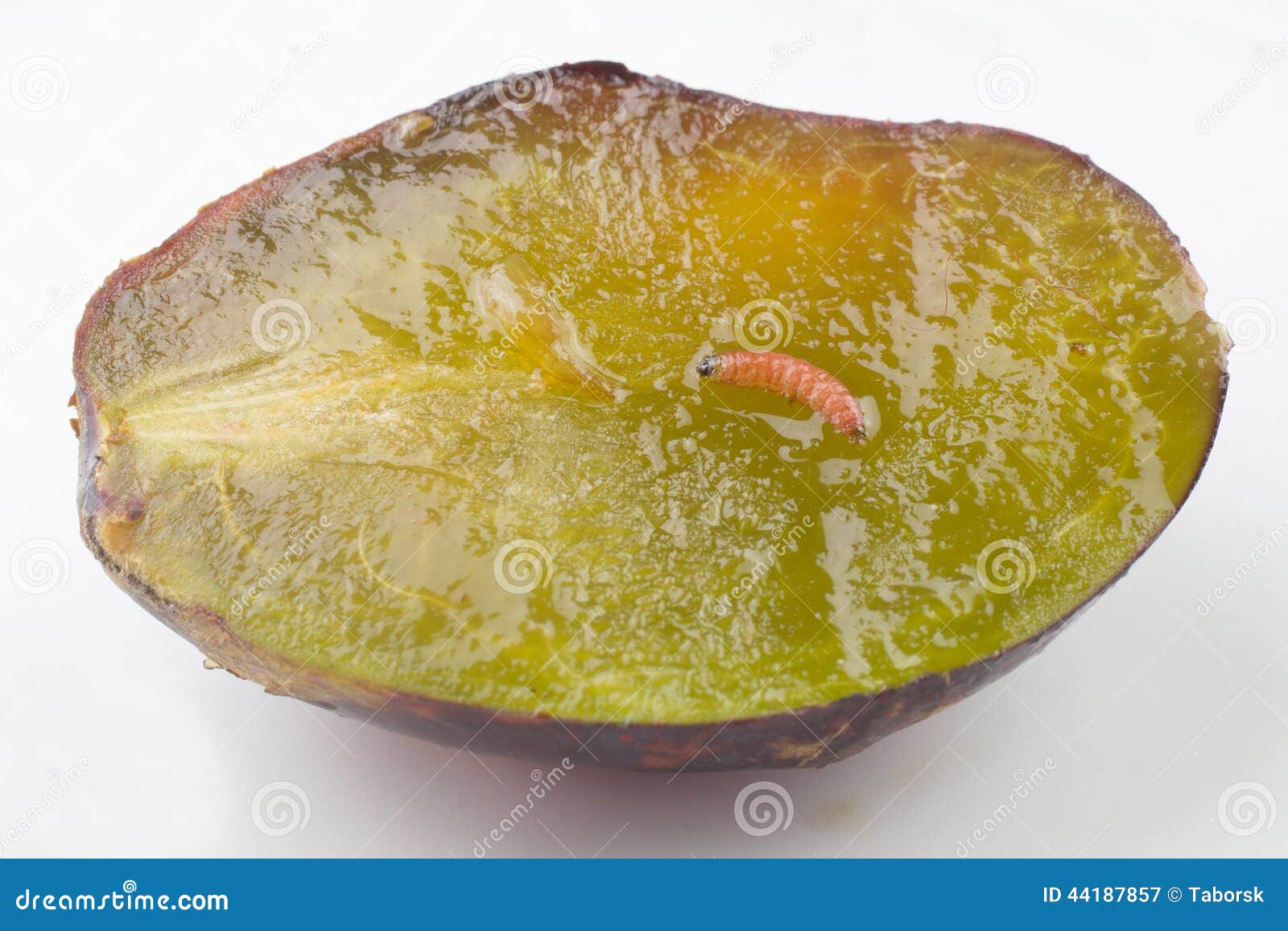 Plum fruit moth stock image. Image of biology, alive - 44187857