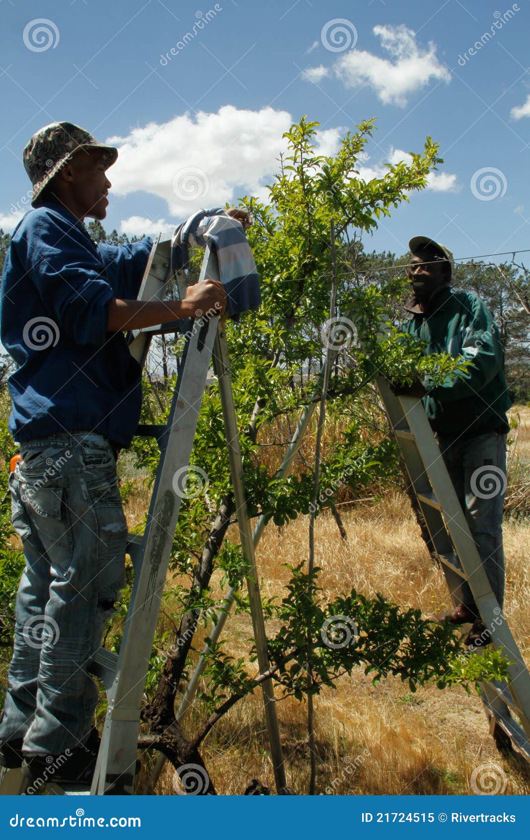 Plum fruit pickers editorial image. Image of south, orchard - 21724515
