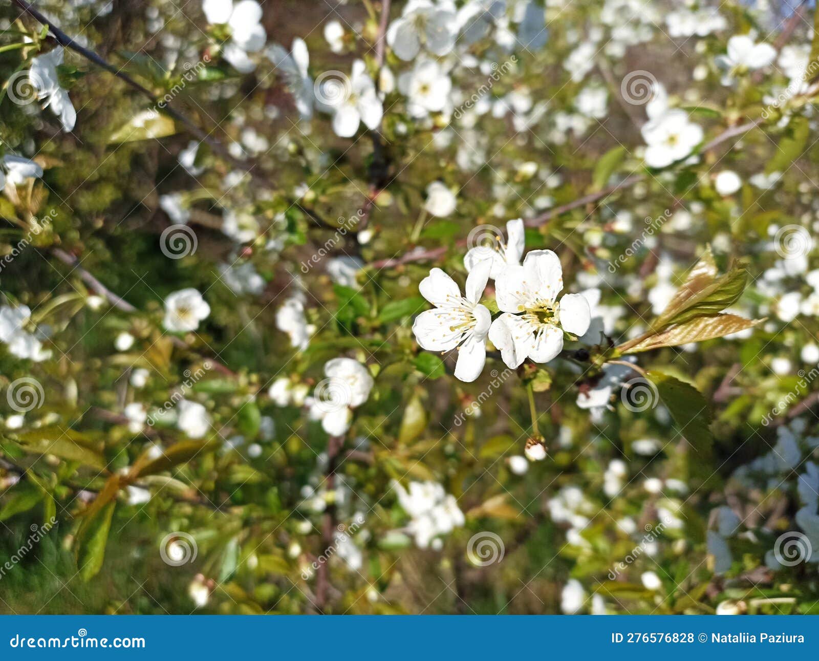 A Plum is a Fruit of Some Species in Prunus Subg. Prunus Stock Photo ...