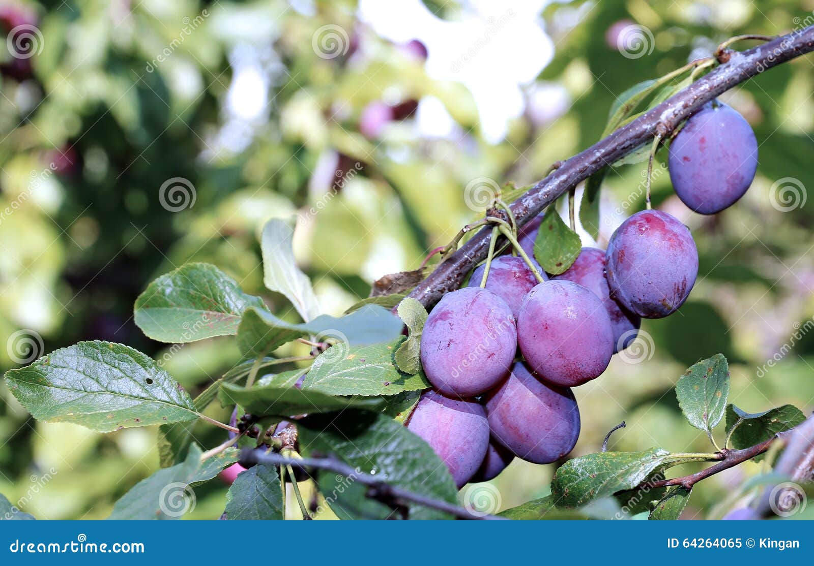 Plum fruits on the branch stock image. Image of berries - 64264065