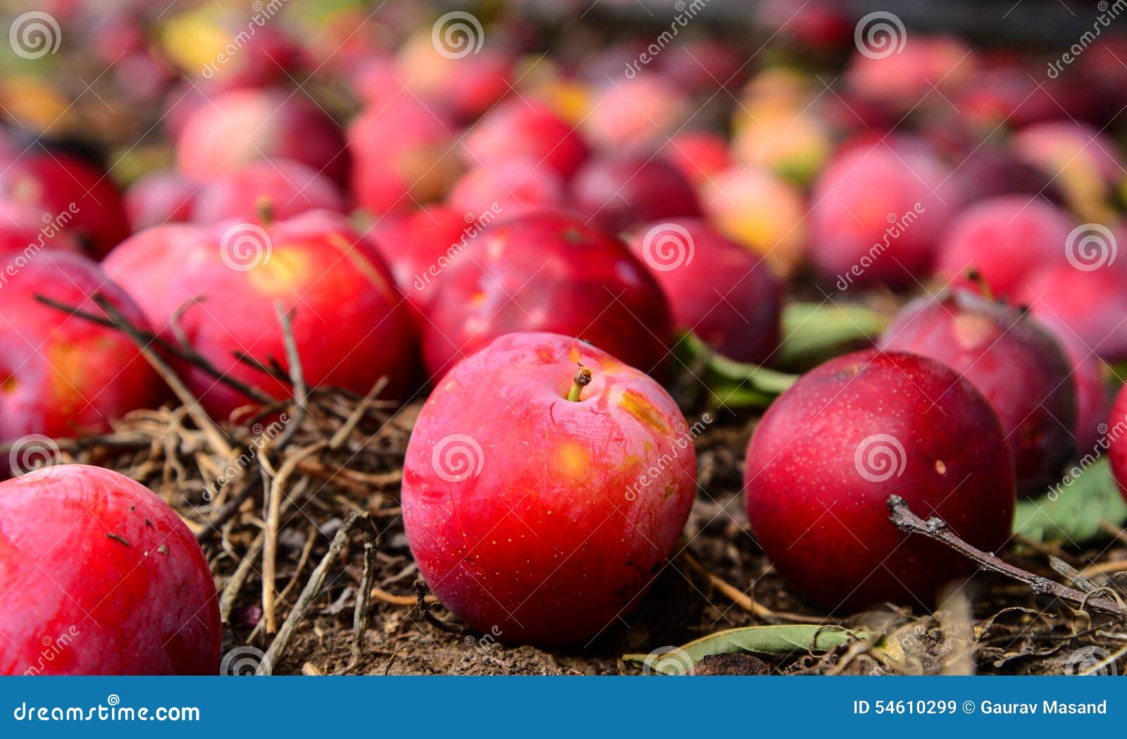 Plum on the ground stock image. Image of plucked, orchard - 54610299