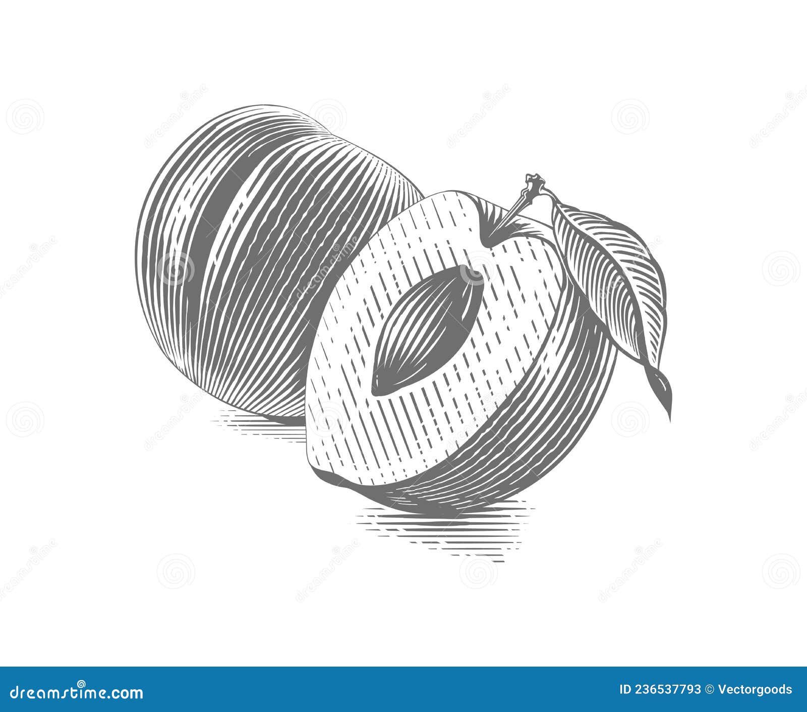 Plum Hand Drawing Sketch Engraving Illustration Style Stock Vector ...