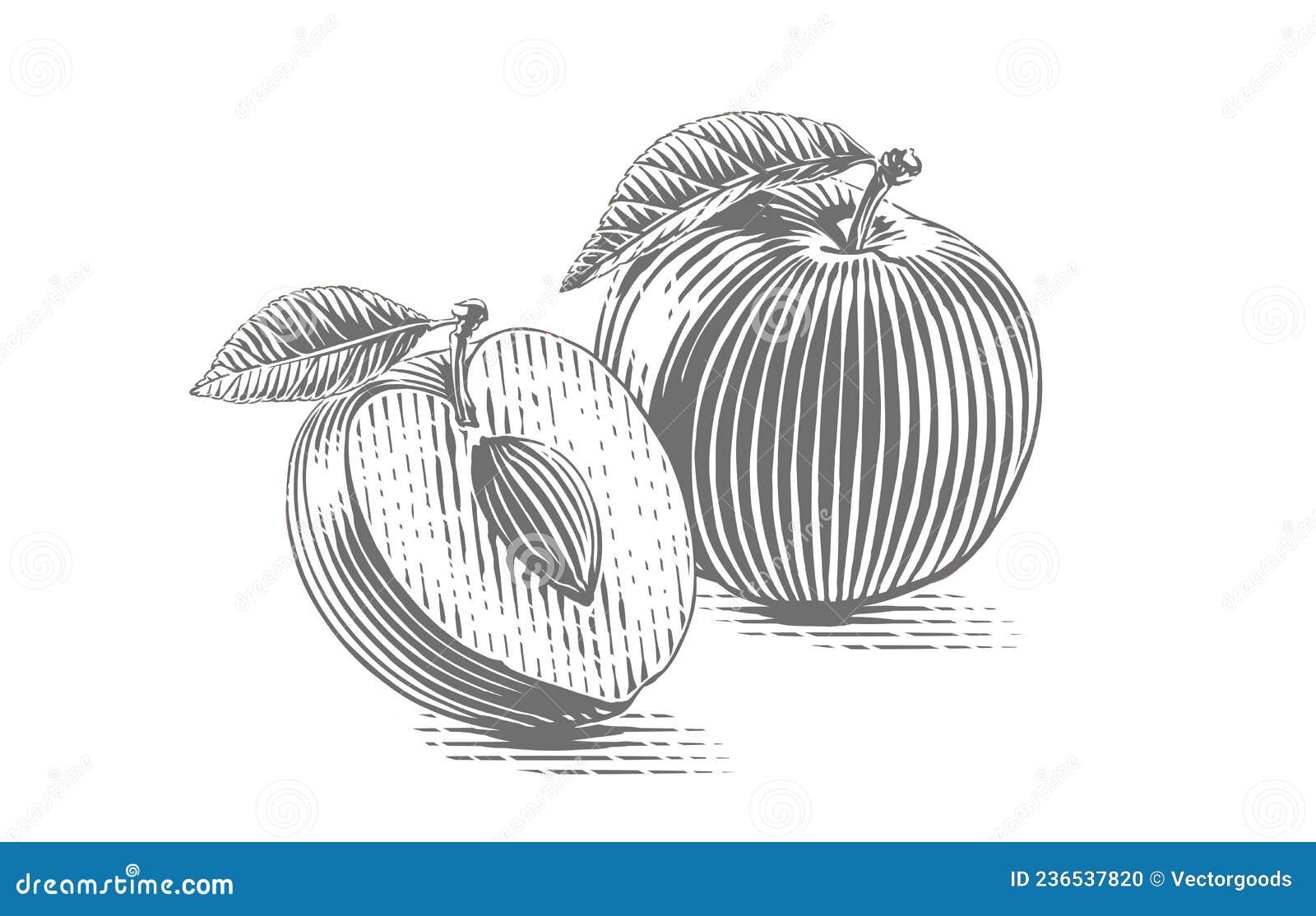 Plum Hand Drawing Sketch Engraving Illustration Style Stock Vector ...