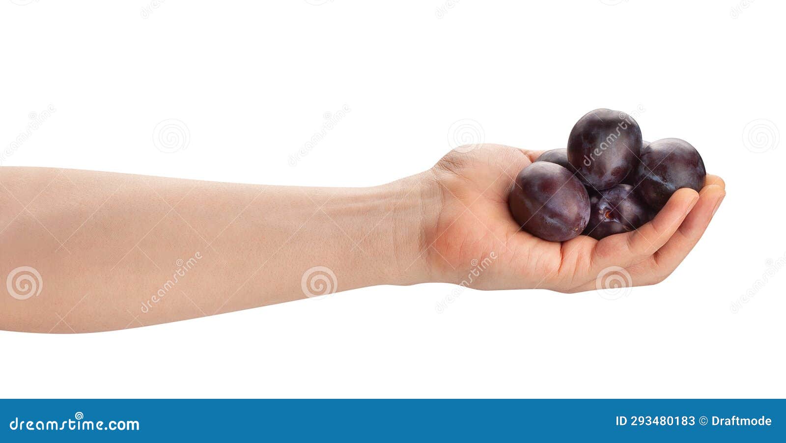 Plum in hand stock image. Image of finger, clipping - 293480183