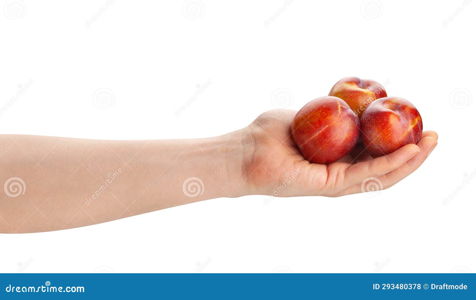 Plum in hand stock photo. Image of isolated, hand, ingredient - 293480378