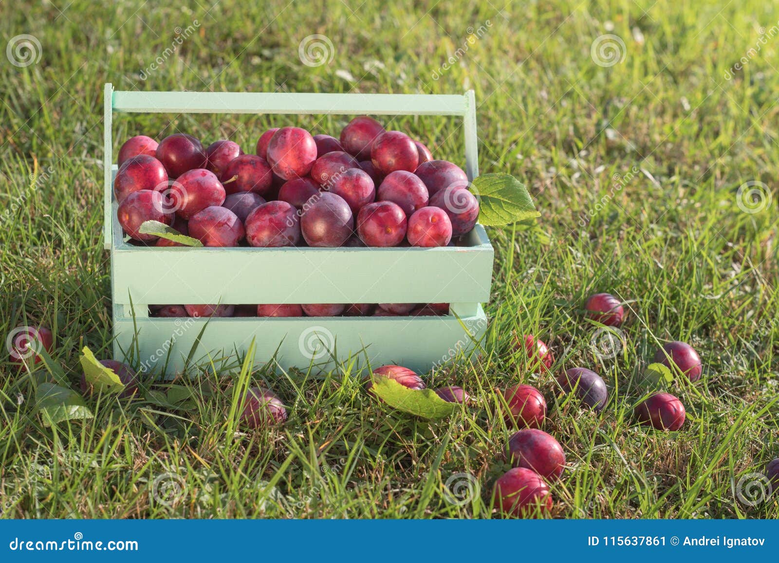 Plum Harvest. Plums in the Basket on the Green Grass. Stock Image ...