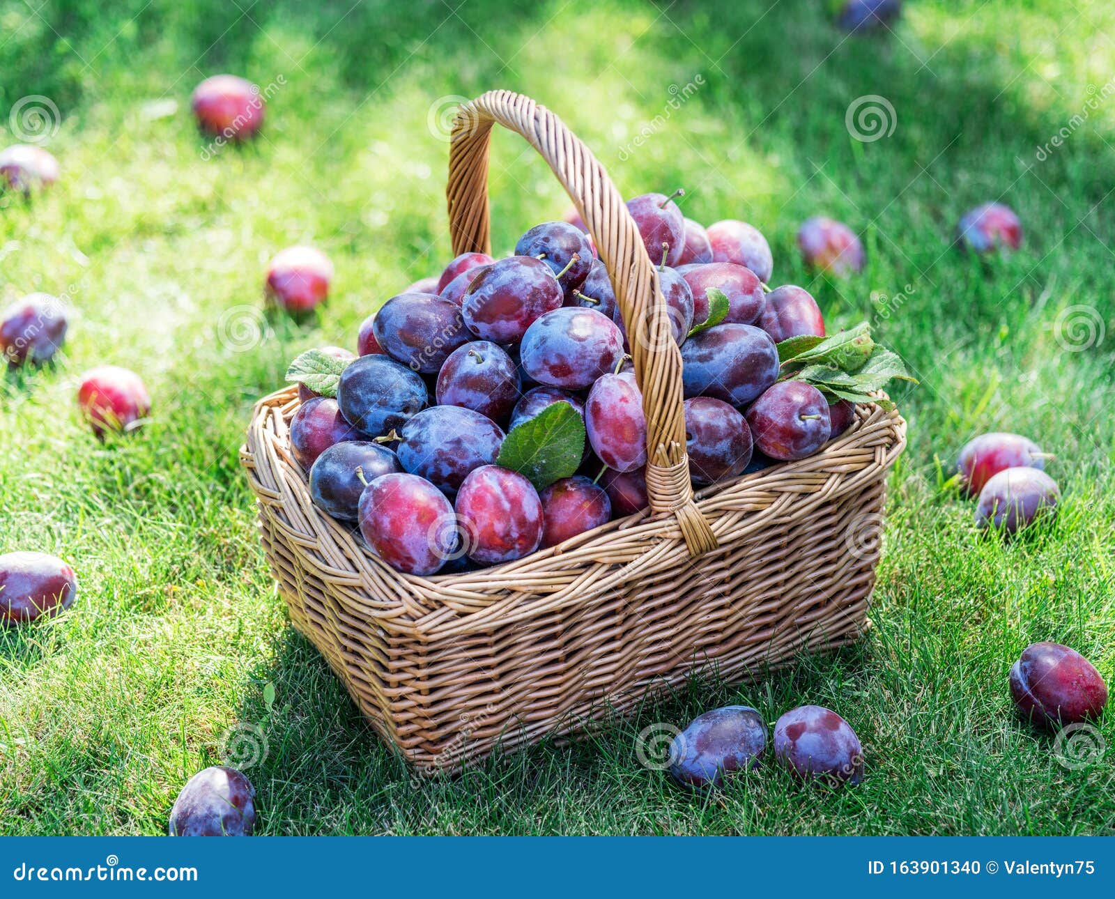 Plum Harvest. Plums in the Basket on the Green Grass Stock Photo ...