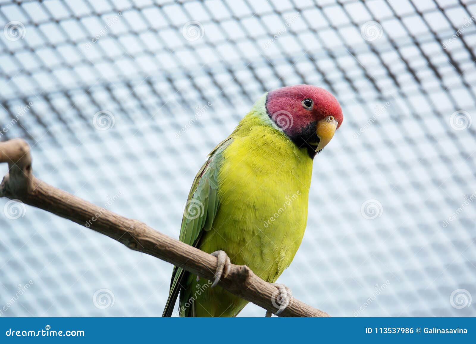 Plum Headed Parakeet stock foto. Afbeelding bestaande uit groen - 113537986