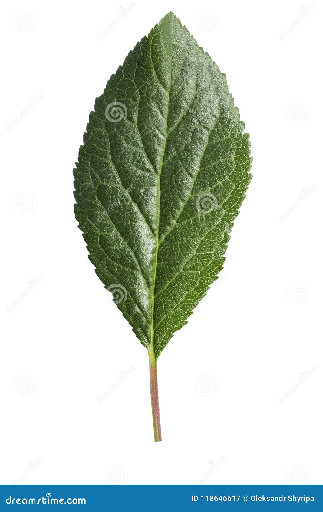 Plum leaf isolated stock image. Image of green, plum - 118646617