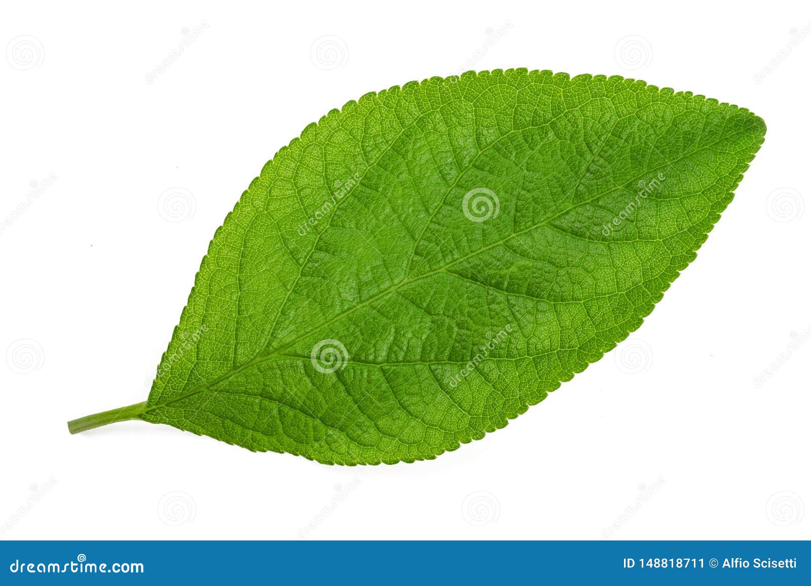 Plum leaf stock image. Image of fruit, life, botany - 148818711