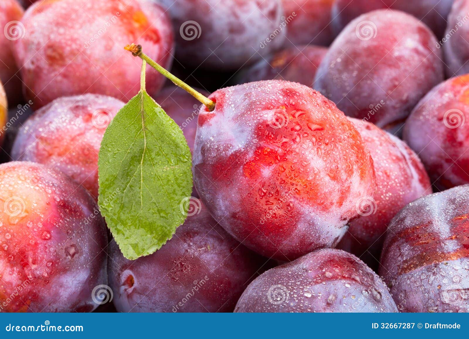 Plum leaf macro stock image. Image of food, closeup, colorful - 32667287