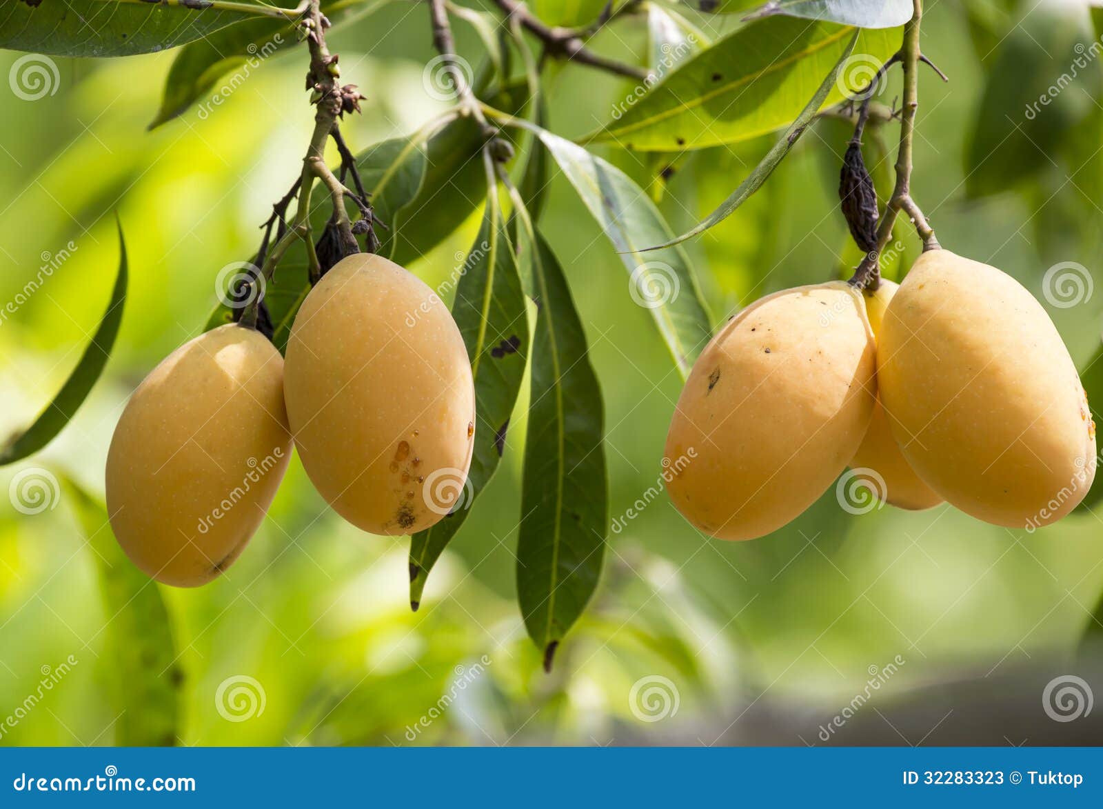 Plum Mango (Bouea-macrophylla Griffith) Stock Afbeelding - Image of ...