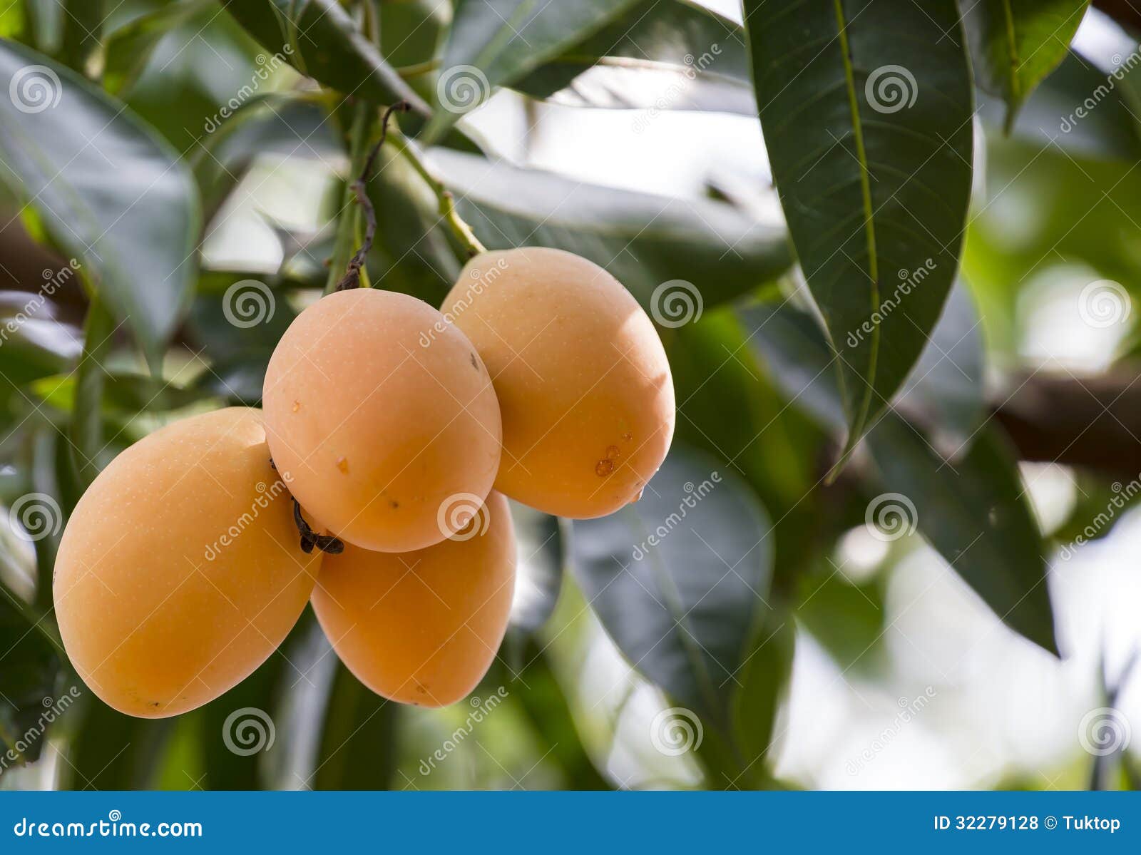 Plum Mango (macrophylla Griffith De Bouea) Foto de archivo - Imagen de ...