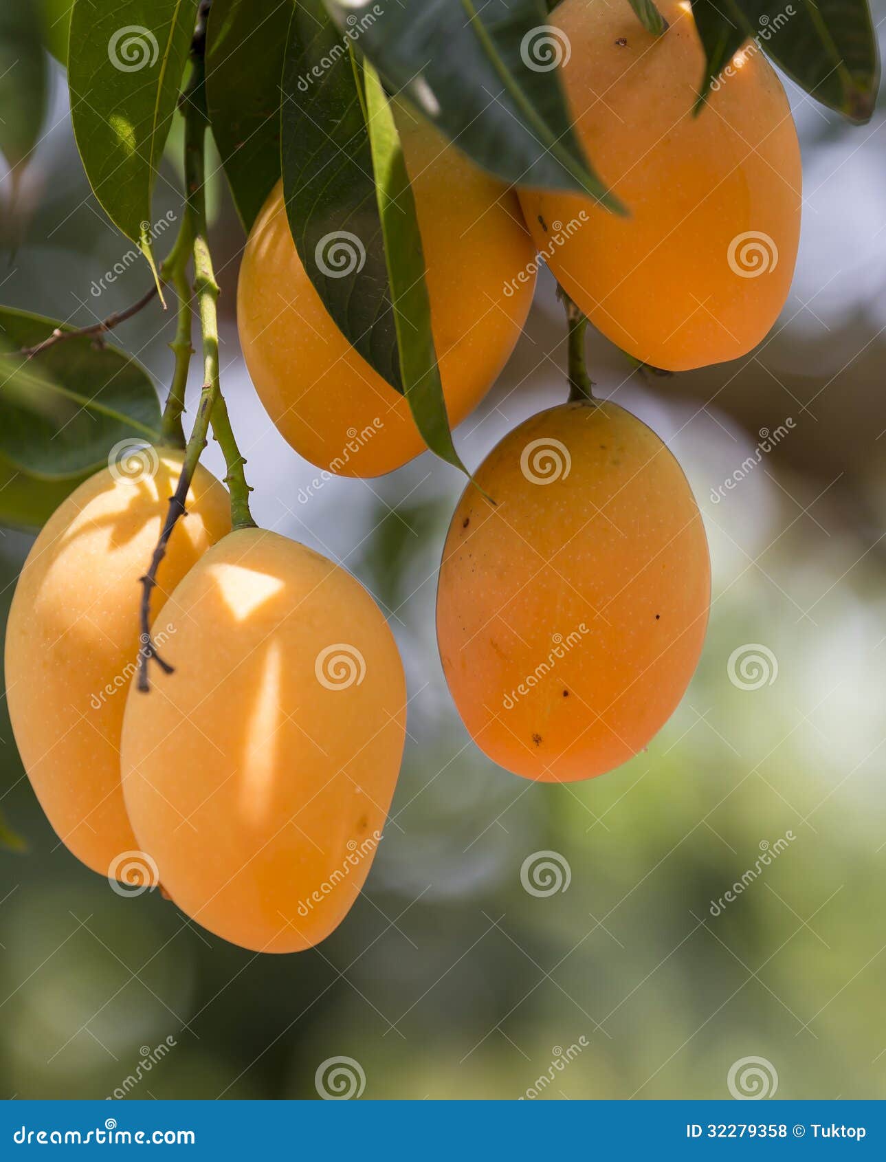 Plum Mango (macrophylla Griffith De Bouea) Foto de archivo - Imagen de ...