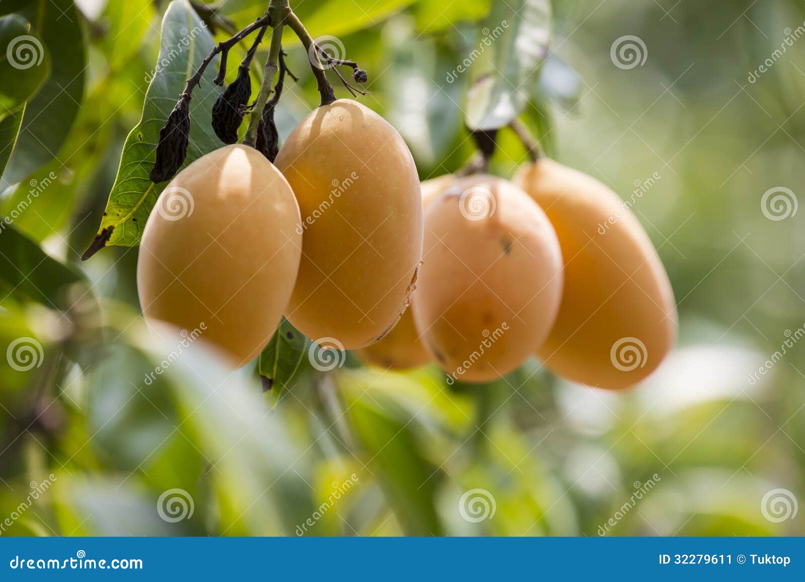 Plum Mango (macrophylla Griffith De Bouea) Imagen de archivo - Imagen ...