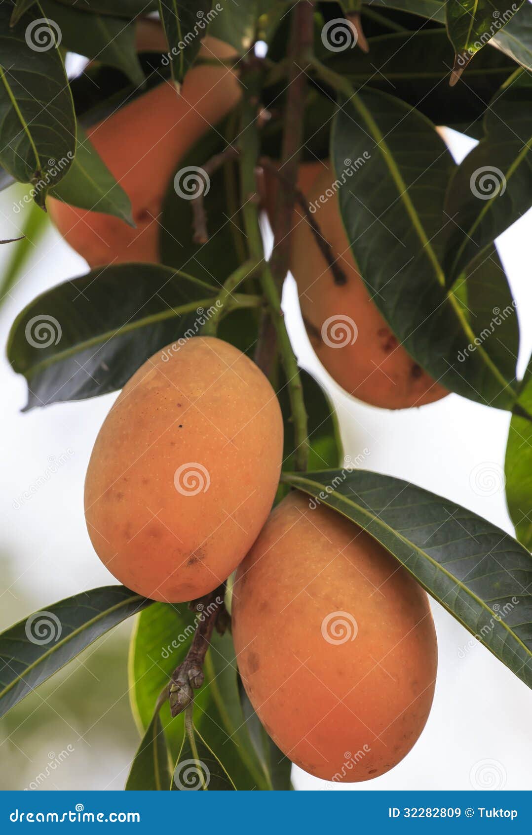 Plum Mango (macrophylla Griffith De Bouea) Image stock - Image du ...