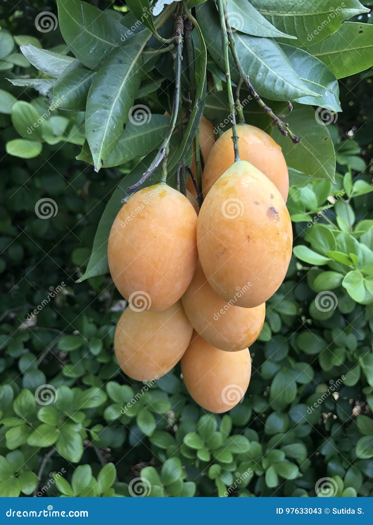 Plum mangoes stock image. Image of delicious, sweet, beta - 97633043