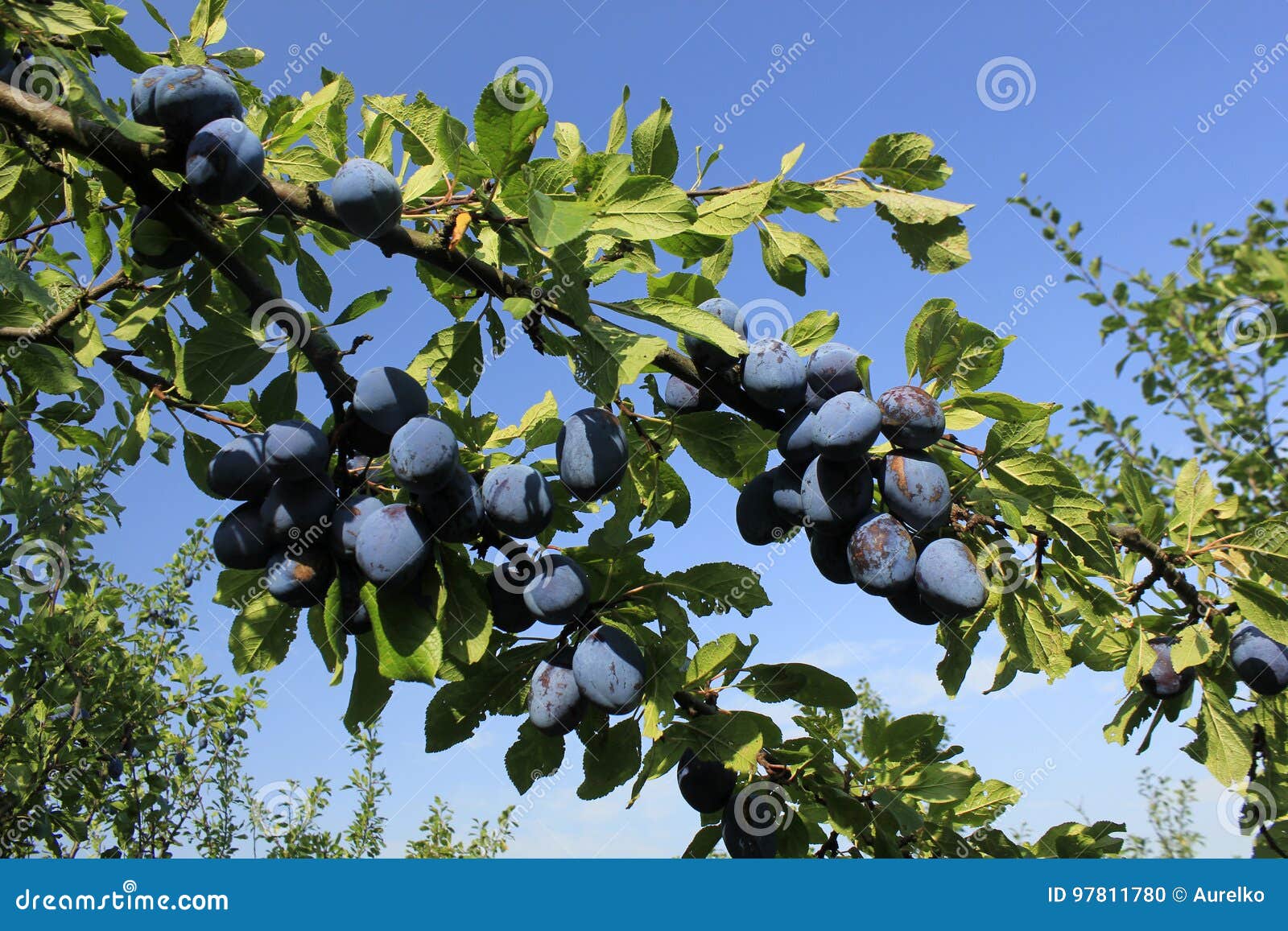 Plum orchard stock photo. Image of purple, harvest, agriculture - 97811780