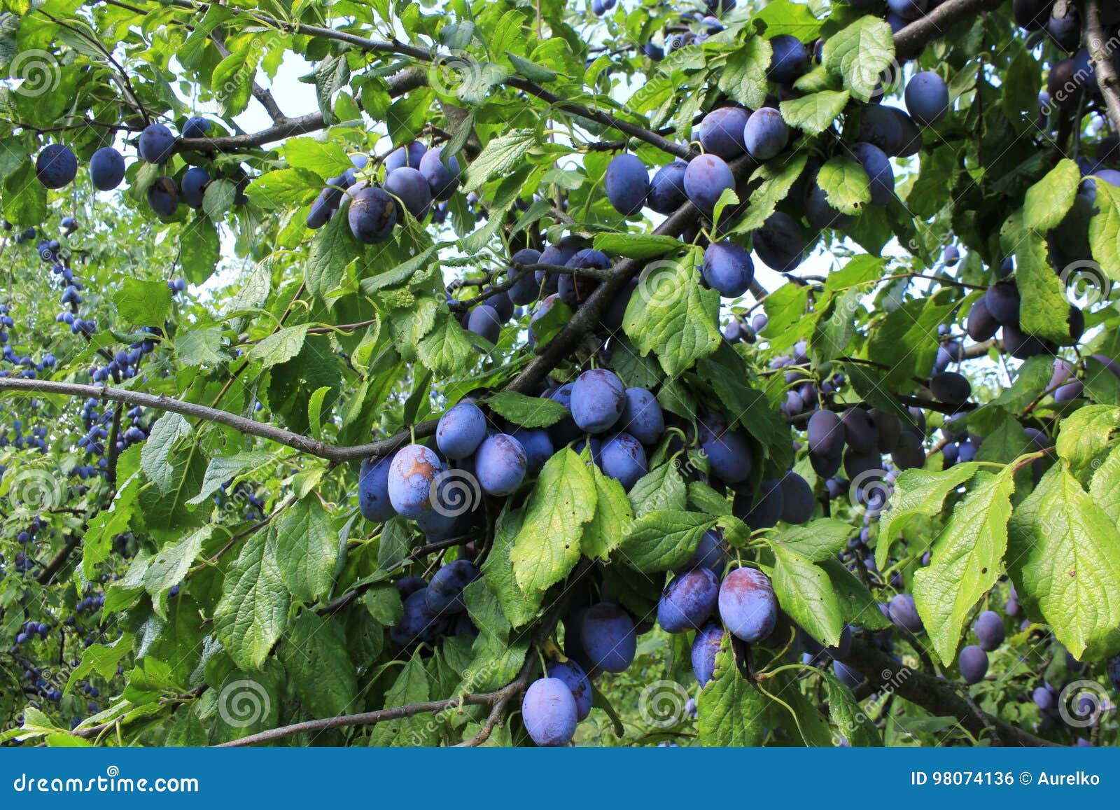 Plum orchard stock photo. Image of farming, agriculture - 98074136