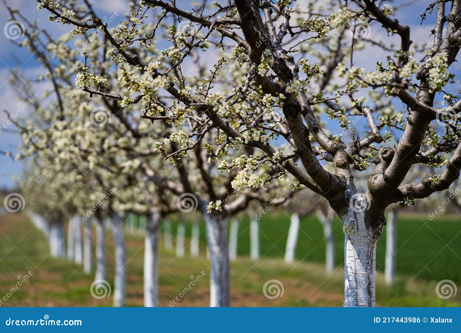Plum orchard in the spring stock photo. Image of spring - 217443986