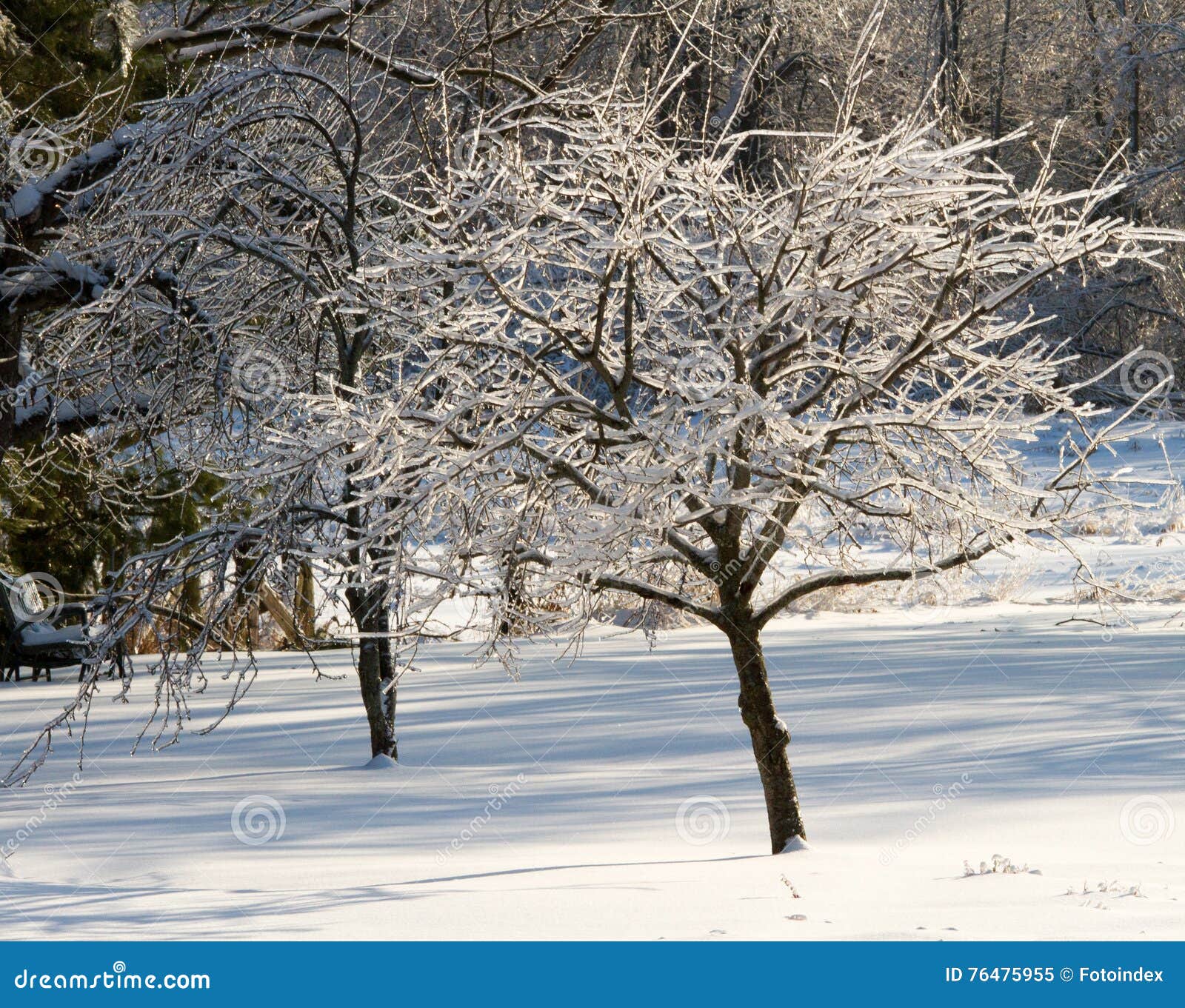 Plum and Pear Trees Coated in Ice in a Snow-covered Backyard Stock ...