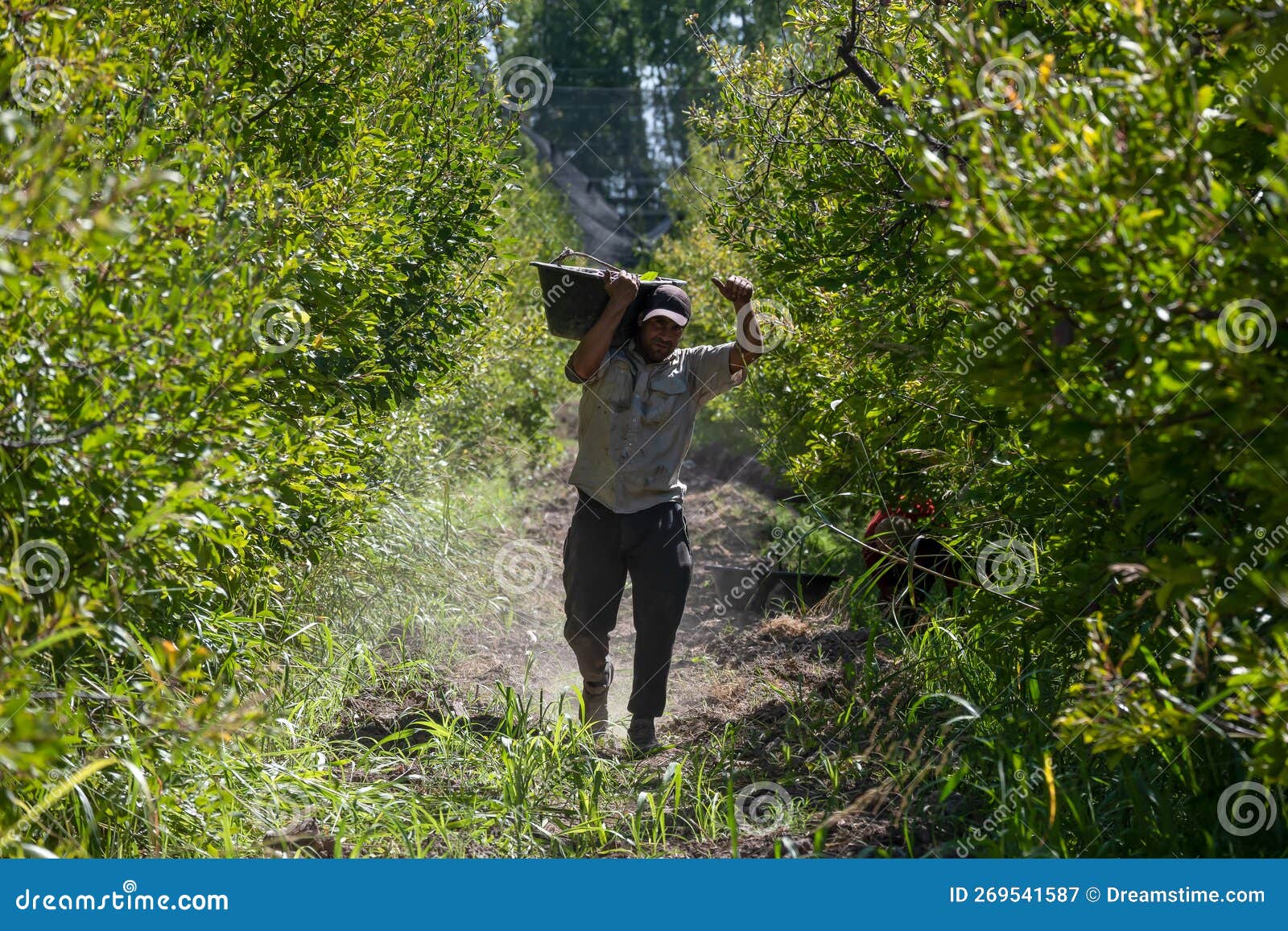 Plum Picker with Basket, in Argentina Stock Image - Image of juicy ...