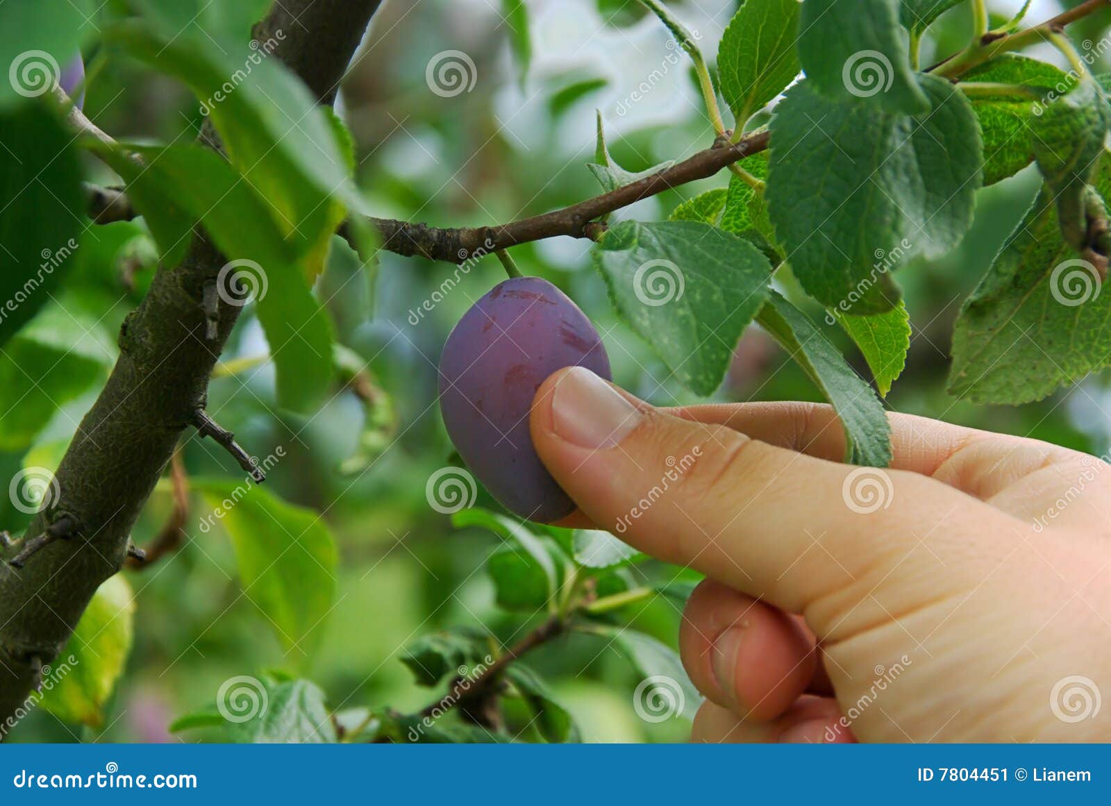 Plum picking stock image. Image of crop, blue, fall, pluck - 7804451