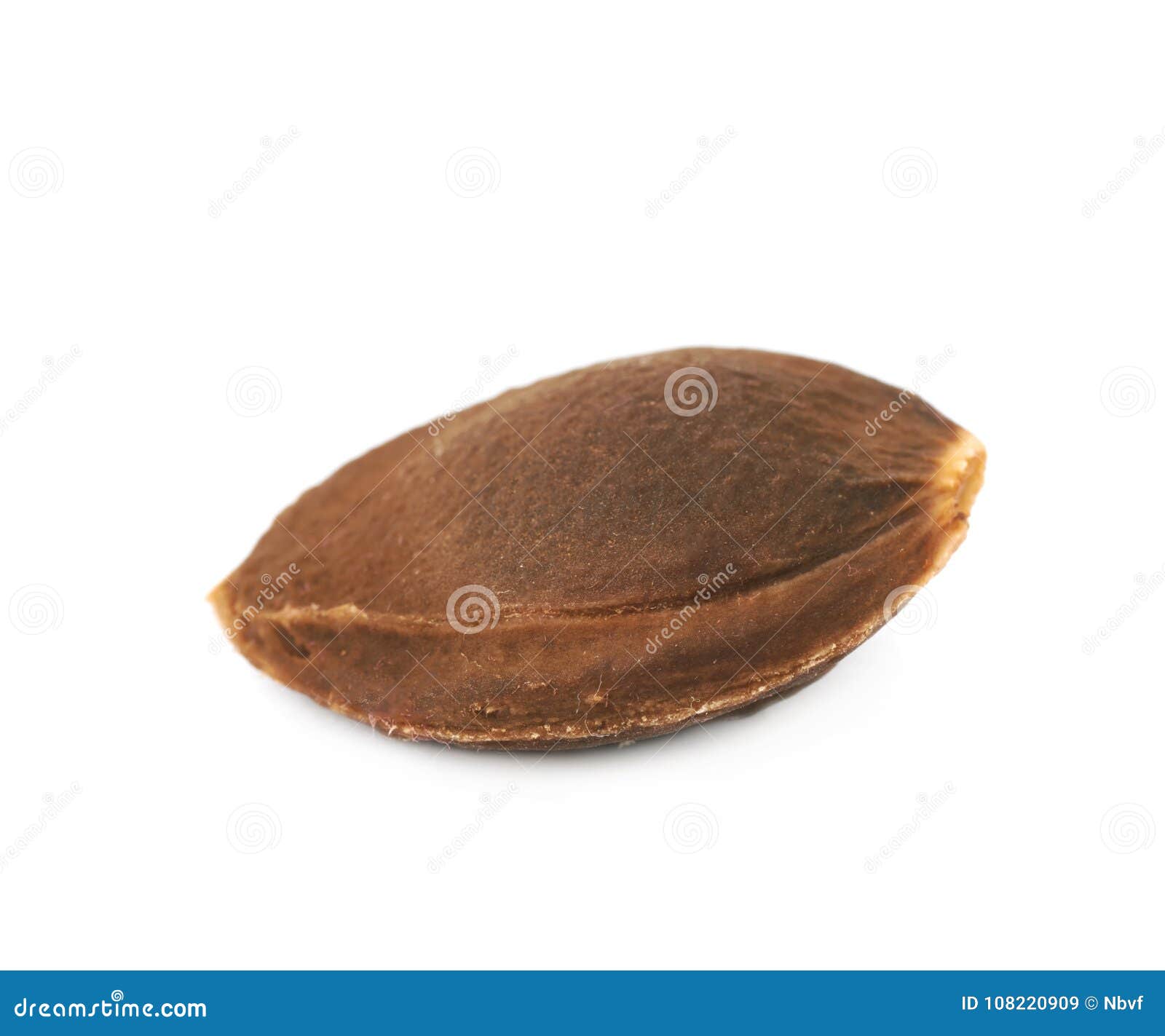 Plum pit isolated stock image. Image of leaf, macro - 108220909