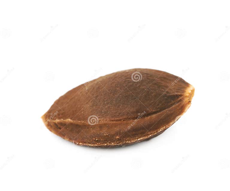 Plum pit isolated stock image. Image of leaf, macro - 108220909
